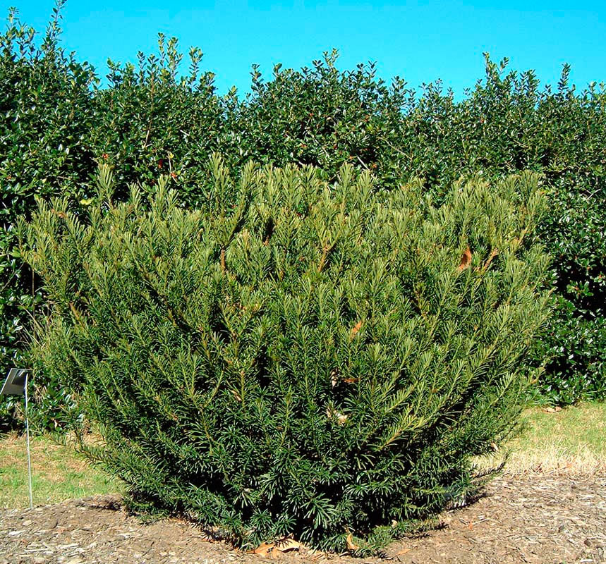 Тис головчатый костянковый колонновидный (Cephalotaxus drupacea ...